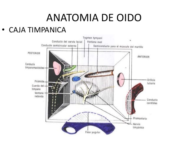 Anatomia de oido2