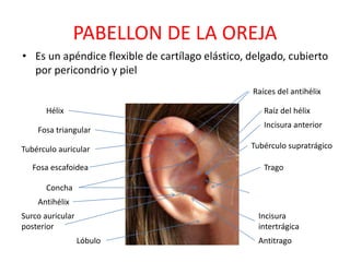 Anatomía de oído externo.pptx