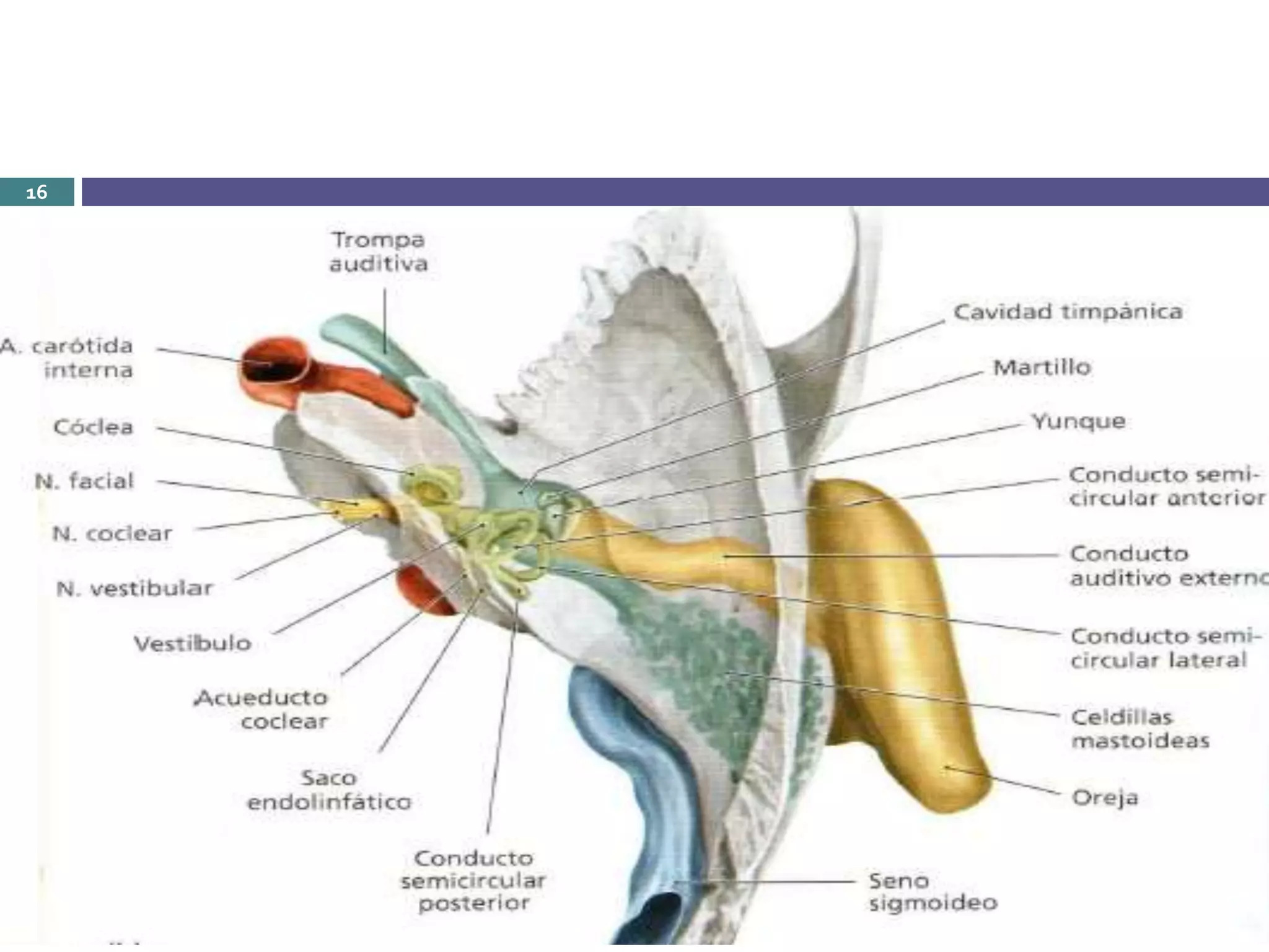 Anatomia de oido externo, medio e interno | PPTX