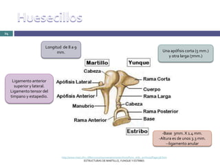 Anatomia de oido externo, medio e interno | PPTX