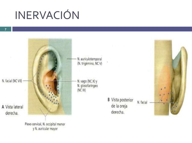 Anatomia de oido externo, medio e interno | PPT | Descarga Gratuita