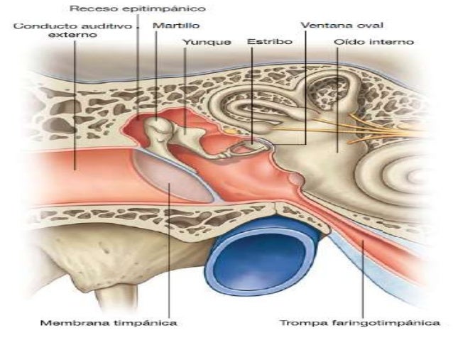 Anatomia de oido externo, medio e interno