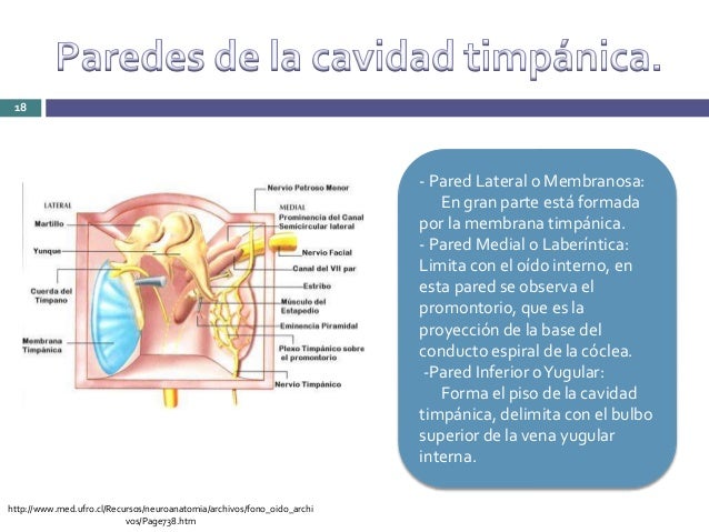 Anatomia de oido externo, medio e interno