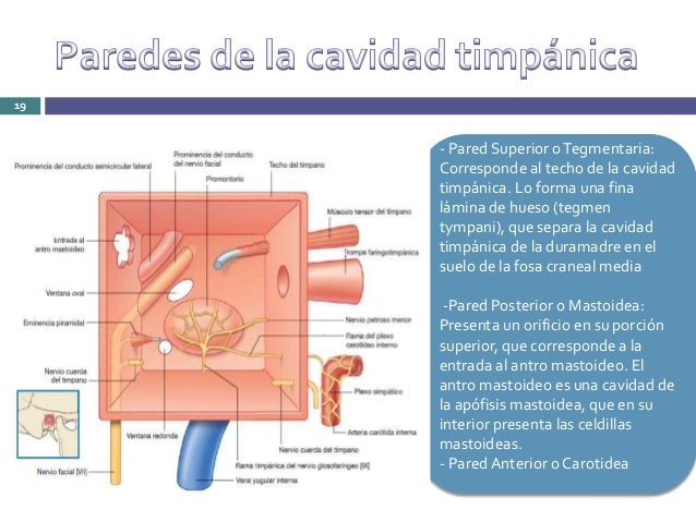 Anatomia de oido externo, medio e interno