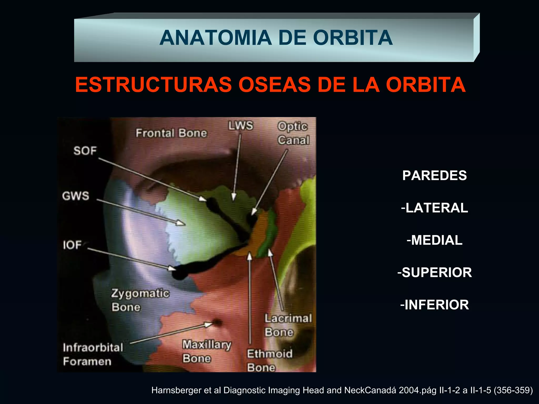 Anatomía de Orbita | PPT