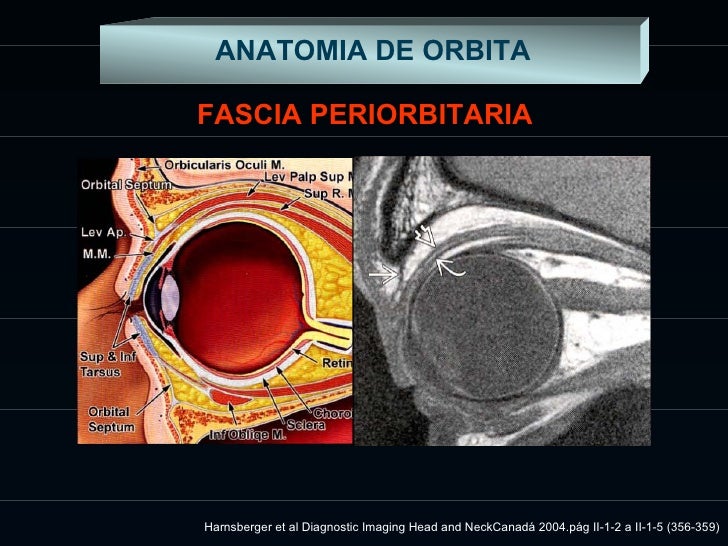 Anatomía de Orbita