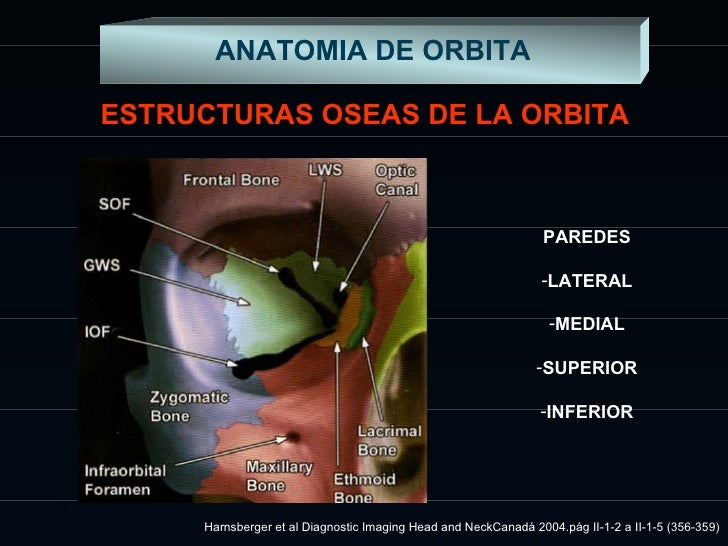 Anatomía de Orbita