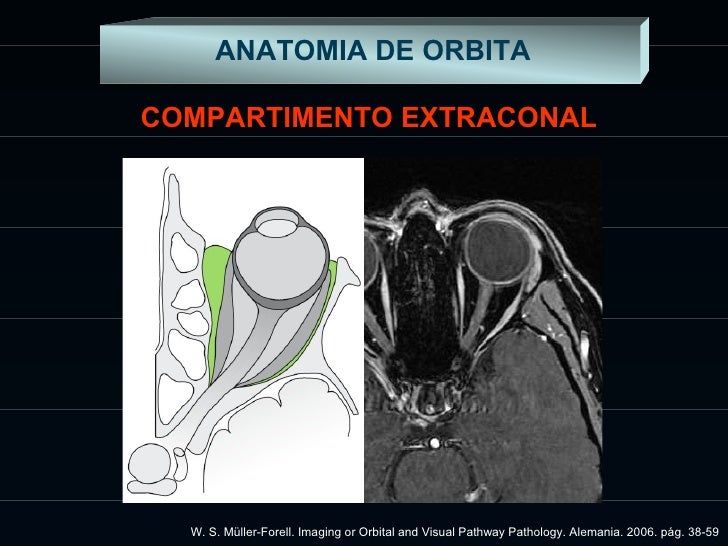 Anatomía de Orbita