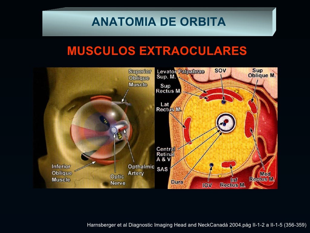 Anatomía de Orbita