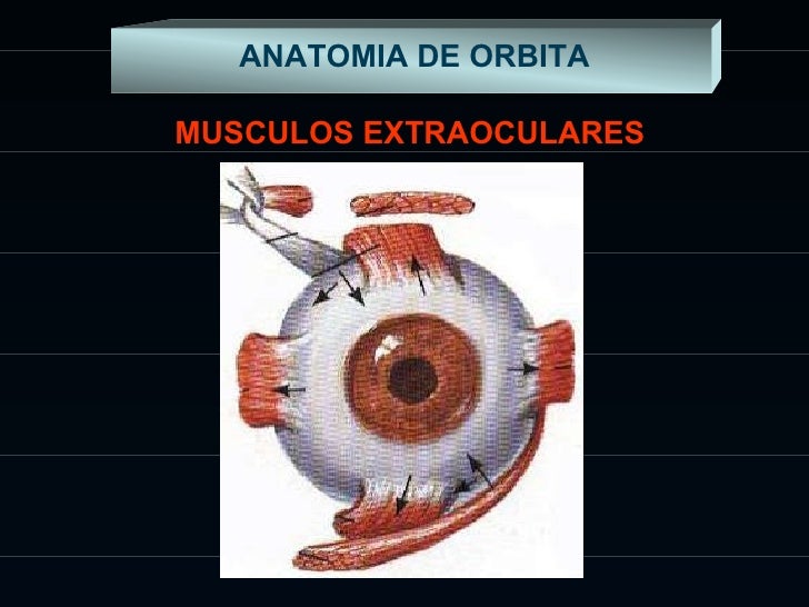 Anatomía de Orbita