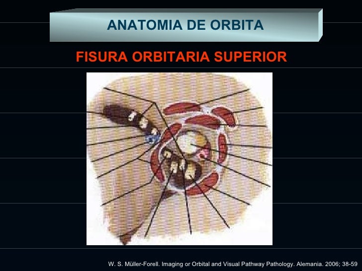 Anatomía de Orbita
