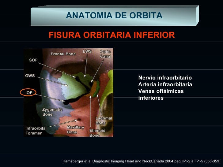 Anatomía de Orbita