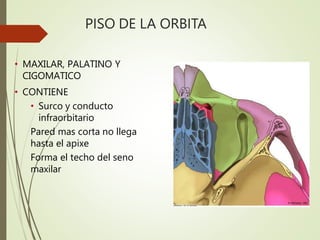 ANATOMIA DE ORBITAS Y MUSCULOS EXTRAOCULARES.pptx