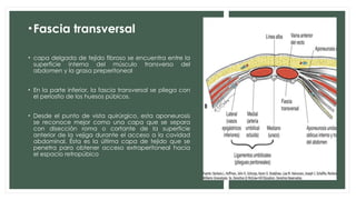 ANATOMIA DE PARED ABDOMINAL CIRUGÍA GENERAL - GINECOLOGÍA | PPTX