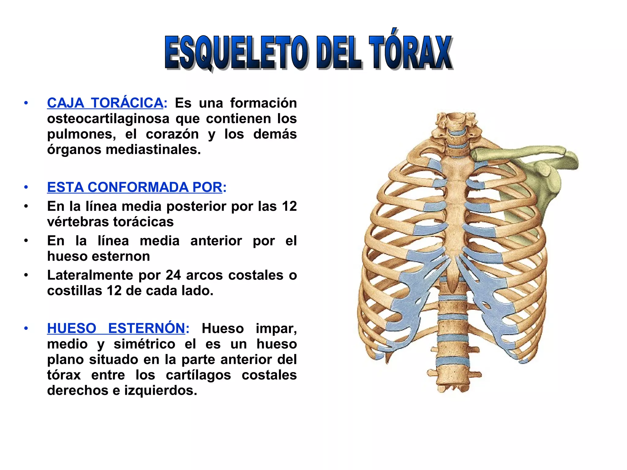 Anatomia de pared toracica | PPT