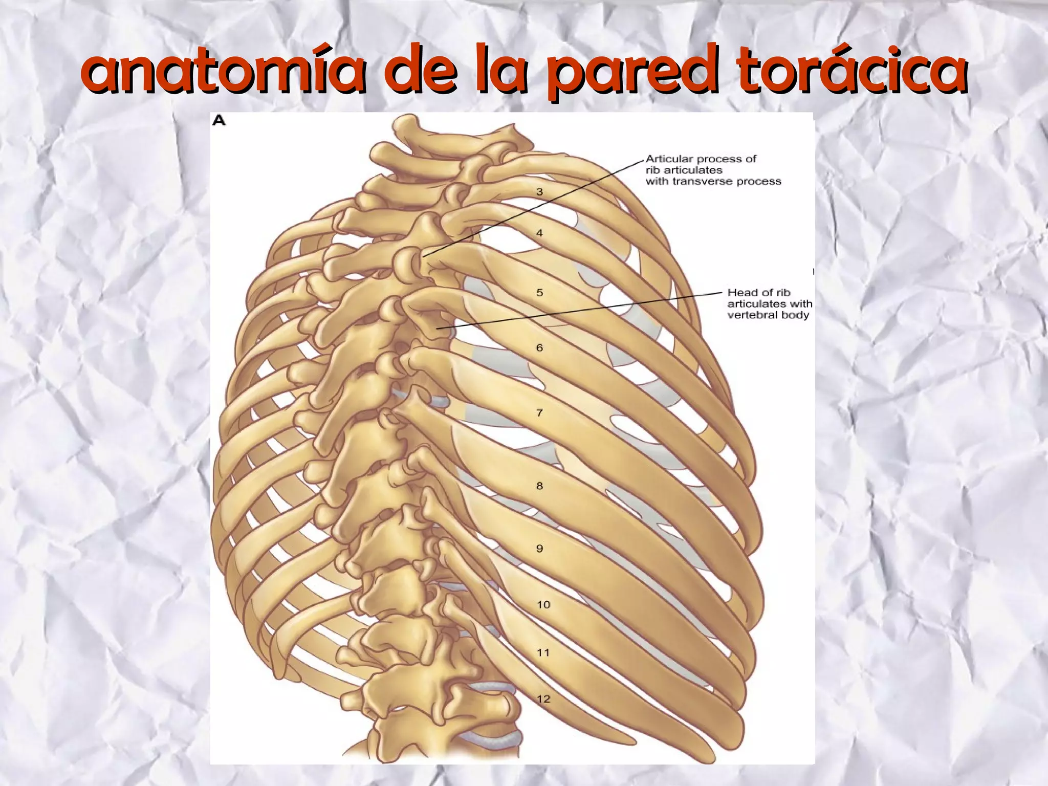 Anatomia de pared toracica | PPT