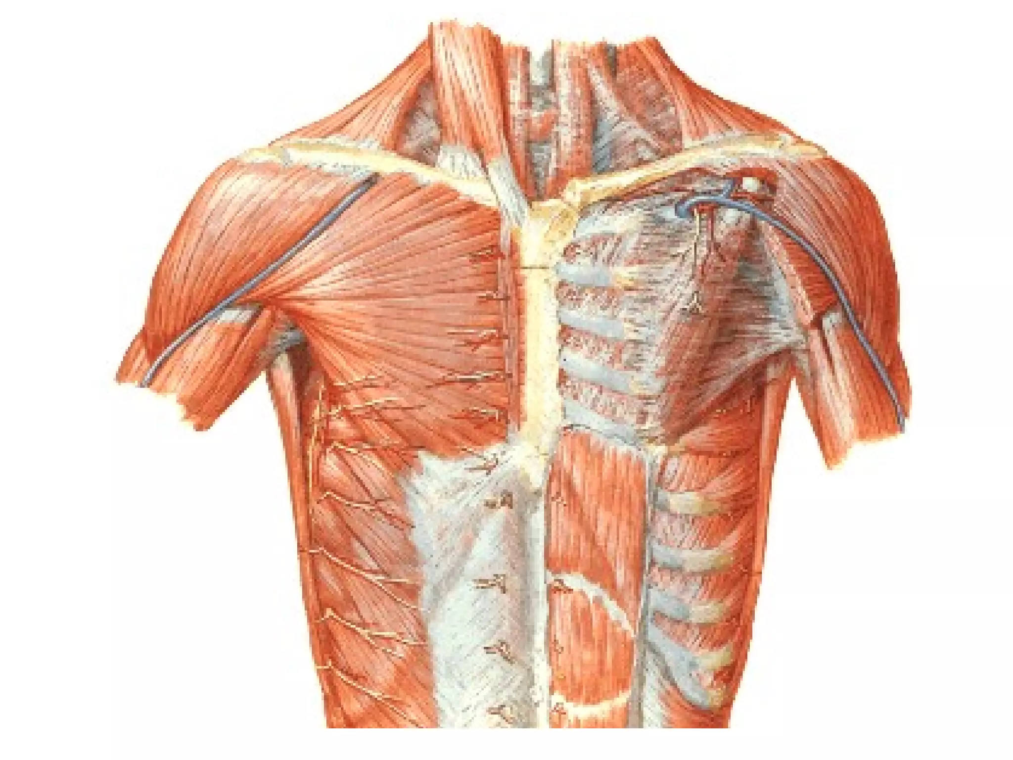 Anatomia de pared toracica