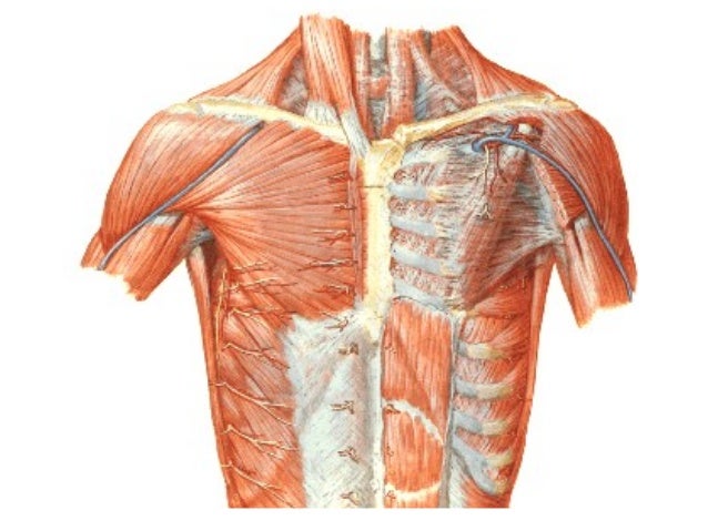Anatomia de pared toracica