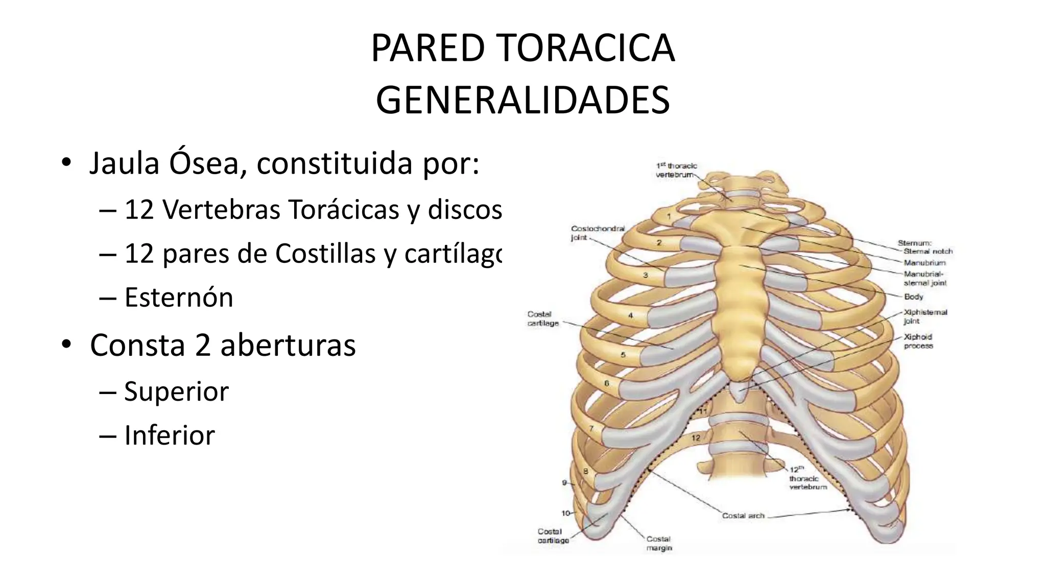 ANATOMIA DE PARED TORACICA anatomia.pptx