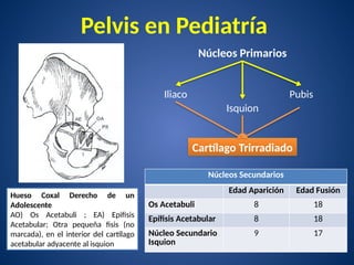 Anatomia de pelvis Músculos del abdomen.pdf.pdf morfofisologia II | PPTX