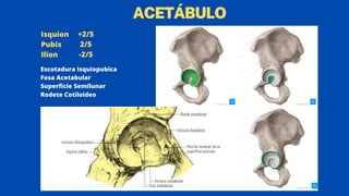 Anatomia de Pelvis (1).pptx