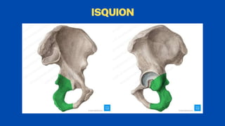 Anatomia de Pelvis (1).pptx