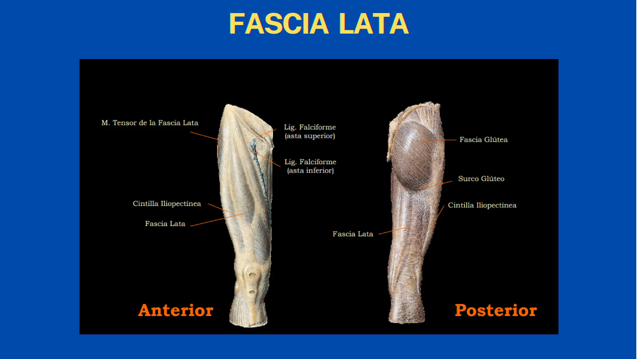 Anatomia de Muslo (1).pdf