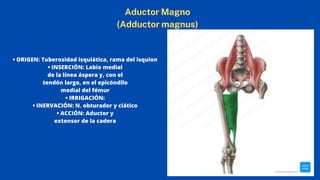Anatomia de Muslo (1).pdf