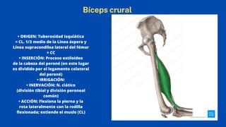 Anatomia de Muslo (1).pdf