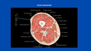 Anatomia de Muslo (1).pdf