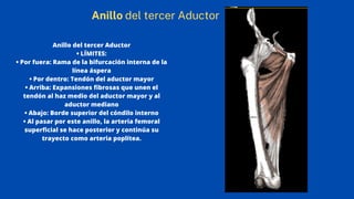 Anatomia de Muslo (1).pdf