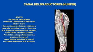 Anatomia de Muslo (1).pdf