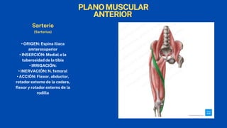 Anatomia de Muslo (1).pdf