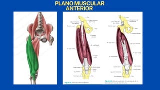 Anatomia de Muslo (1).pdf