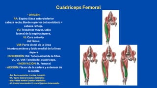 Anatomia de Muslo (1).pdf