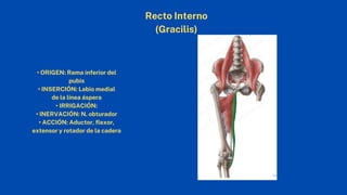 Anatomia de Muslo (1).pdf