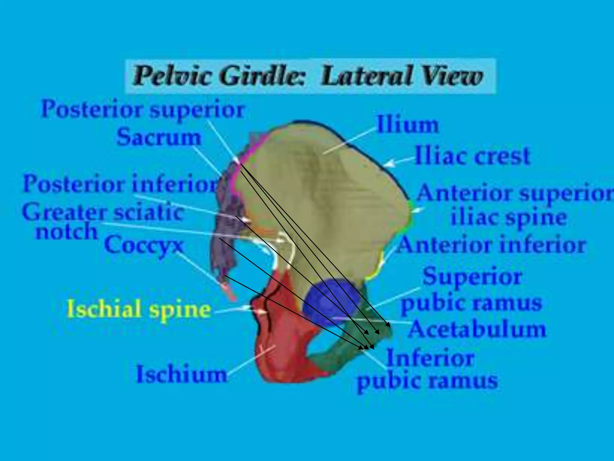 Anatomia de pelvis pelvimetria | PPT