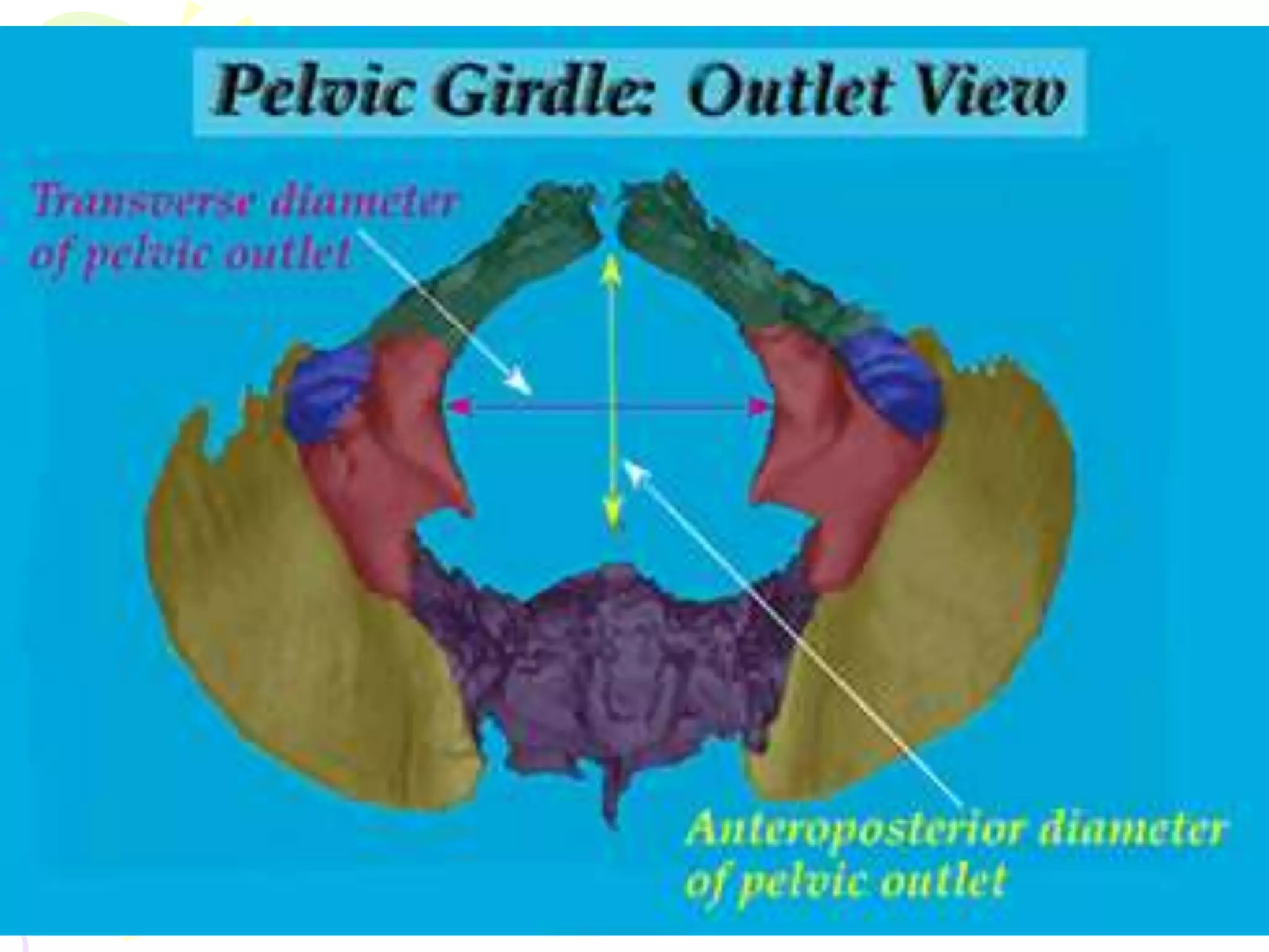 Anatomia de pelvis pelvimetria | PPT