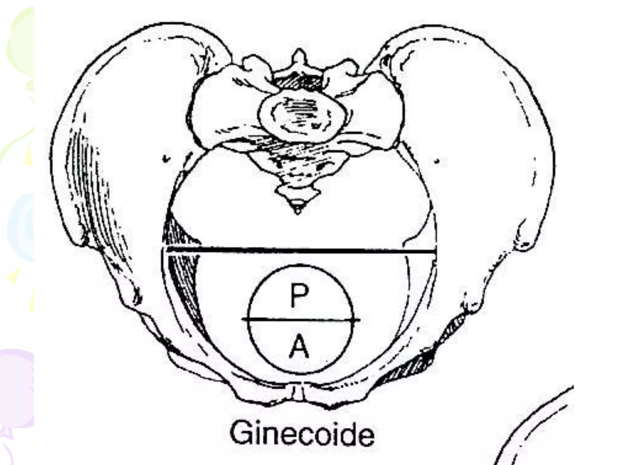 Anatomia de pelvis pelvimetria | PPT