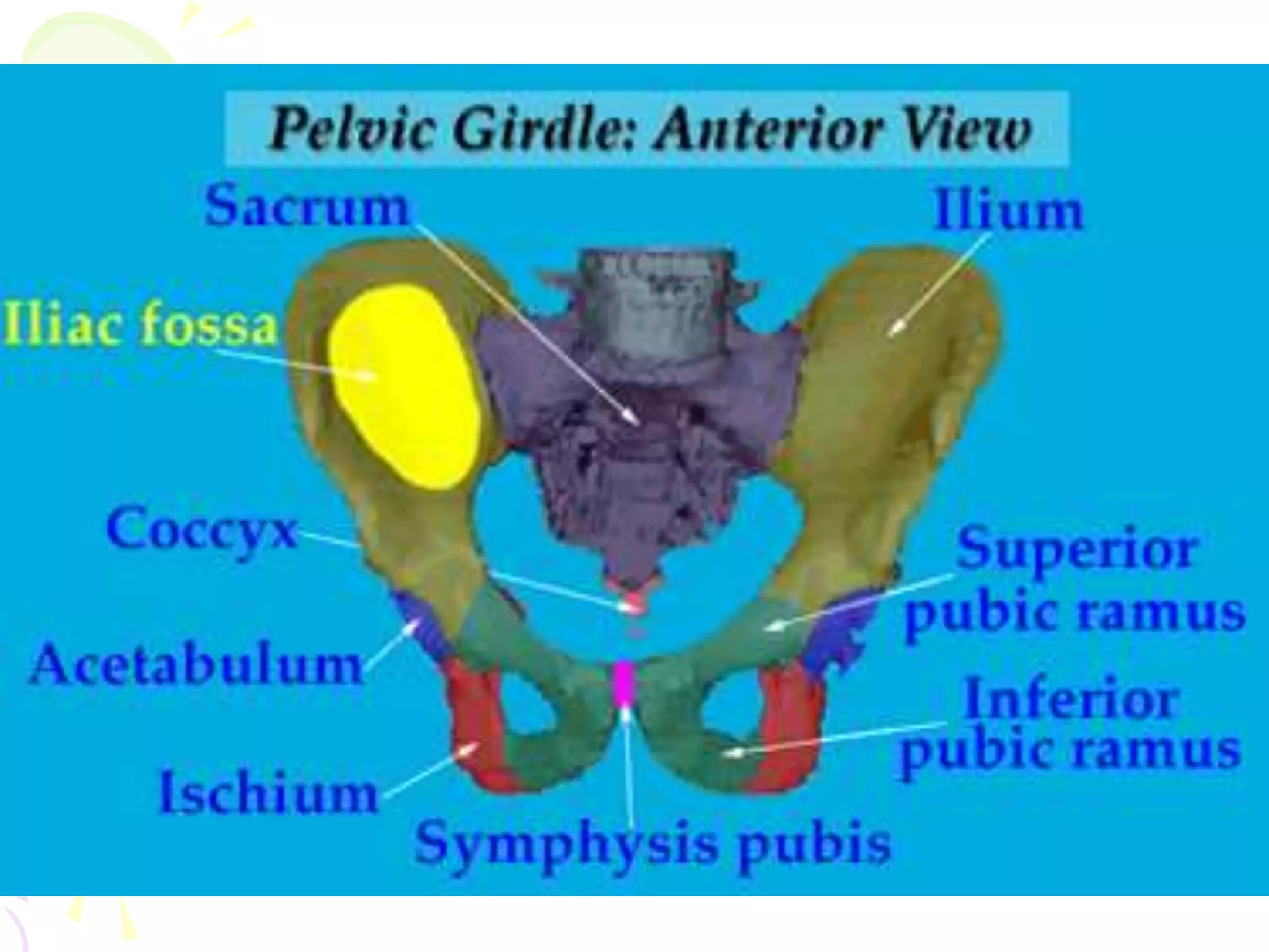 Anatomia De Pelvis Pelvimetria Ppt