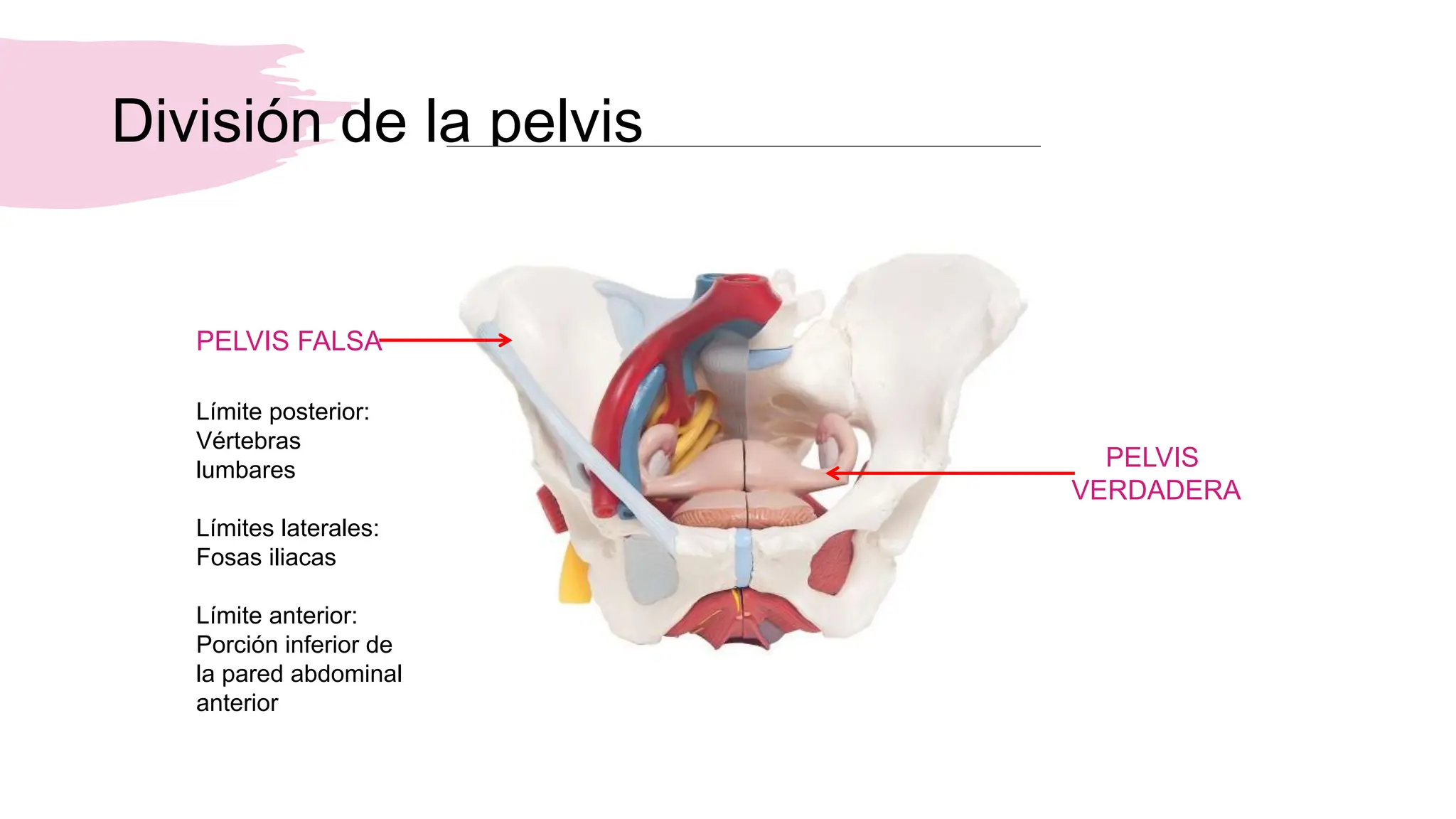 Anatomia de pelvis y piso pelvico, ligamentos y músculos. | PPTX