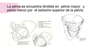 Anatomia de pelvis y piso pelvico, ligamentos y músculos. | PPTX