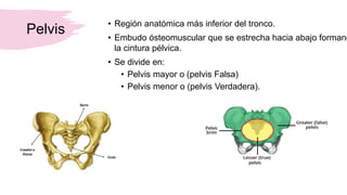 Anatomia de pelvis y piso pelvico, ligamentos y músculos. | PPTX