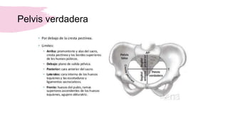Anatomia de pelvis y piso pelvico, ligamentos y músculos. | PPTX