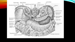 Anatomia de peritoneo | PPTX
