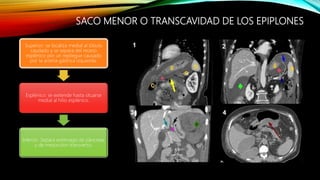 Anatomia de peritoneo | PPTX