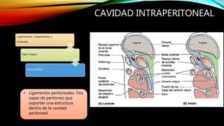 Anatomia de peritoneo | PPTX