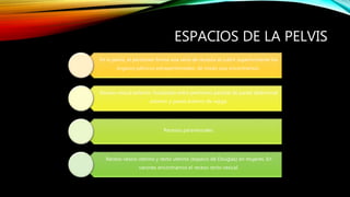 Anatomia de peritoneo | PPTX