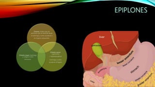 Anatomia de peritoneo | PPTX