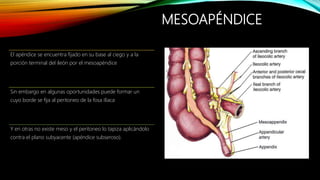 Anatomia de peritoneo | PPT
